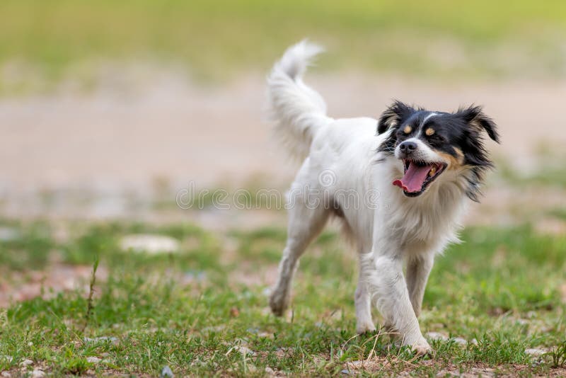 Dogs running in the park stock photo. Image of hair, competition - 71431892