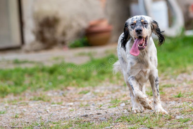 Dogs running in the park stock image. Image of leisure - 71430723