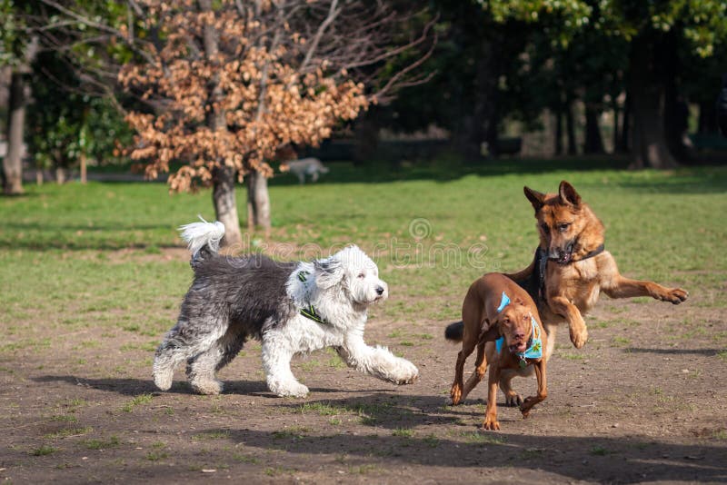 Dogs running in the park stock photo. Image of outside - 71433496