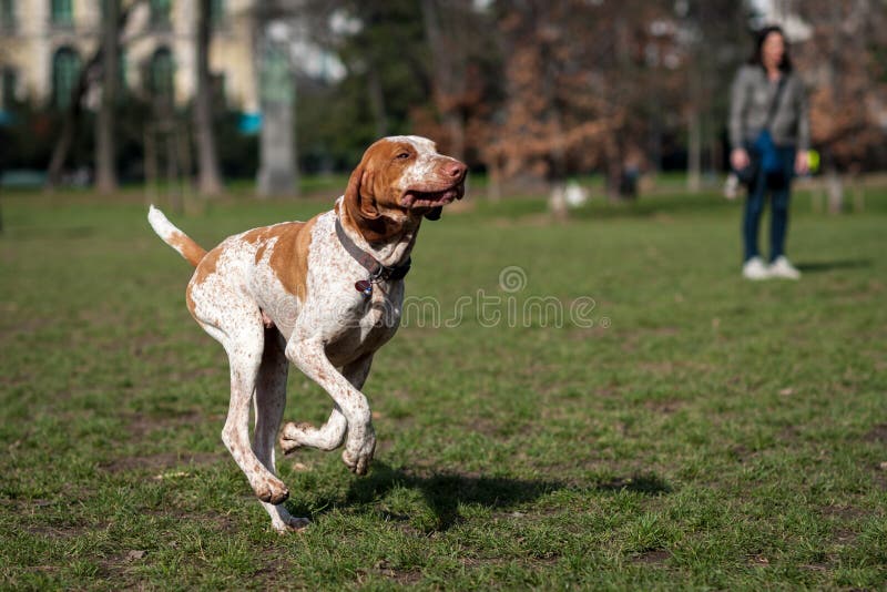 Dogs running in the park stock photo. Image of leaf, mammal - 71434348