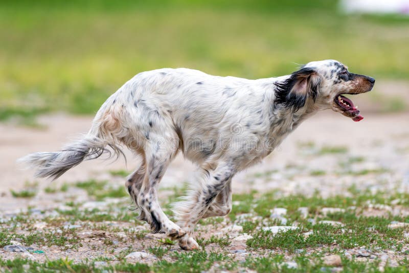 Dogs running in the park stock image. Image of outdoors - 71434459