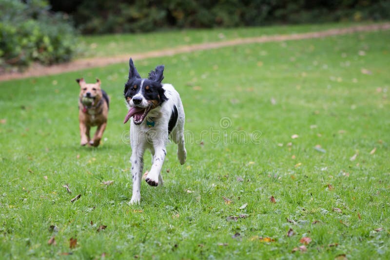 Dogs Running and Playing stock image. Image of happiness - 51253851