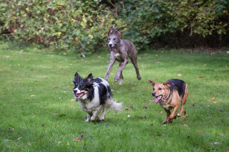 Dogs Running and Playing stock photo. Image of park, meadow - 51254052