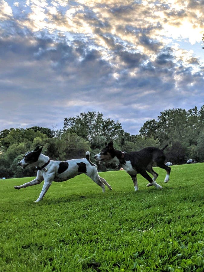 Dogs Playing in Field Running Chasing Stock Image - Image of running ...