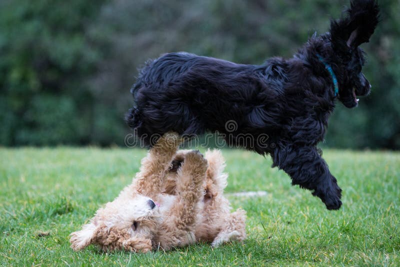 Dogs Running and Playing stock photo. Image of energy - 66881376