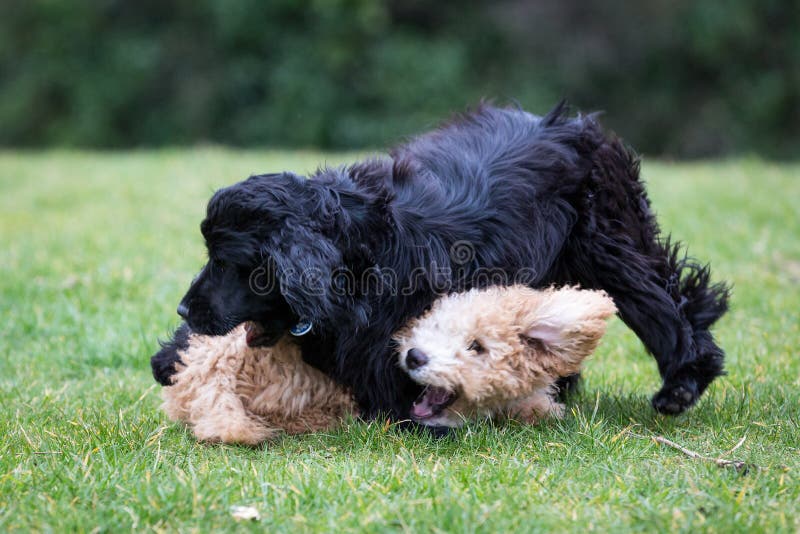 Dogs Running and Playing stock photo. Image of energy - 66881376