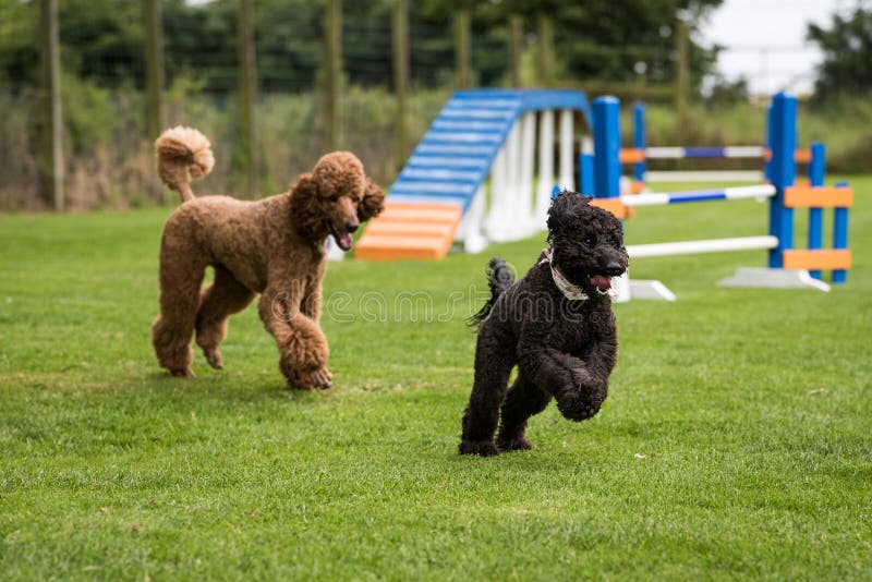 Dogs Running and Playing stock photo. Image of energy - 66881376