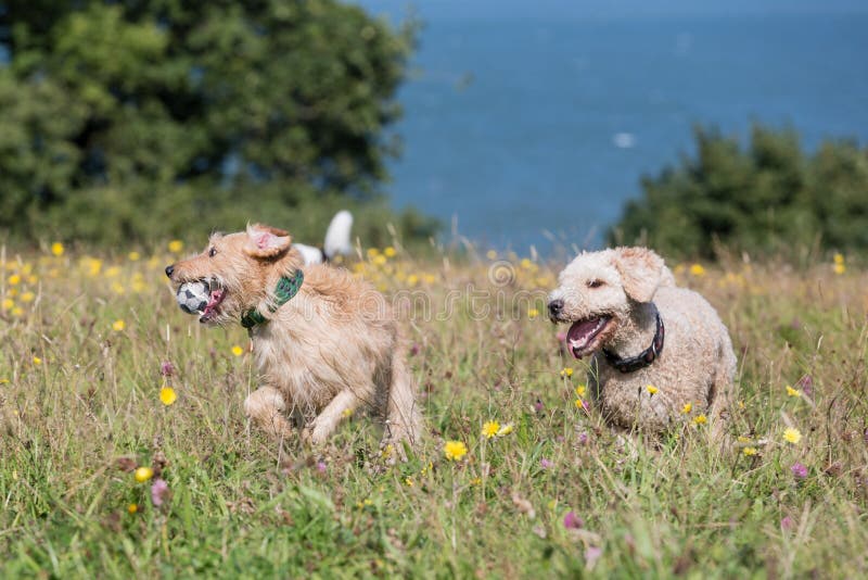 Dogs Running and Playing stock image. Image of mammal - 66881359