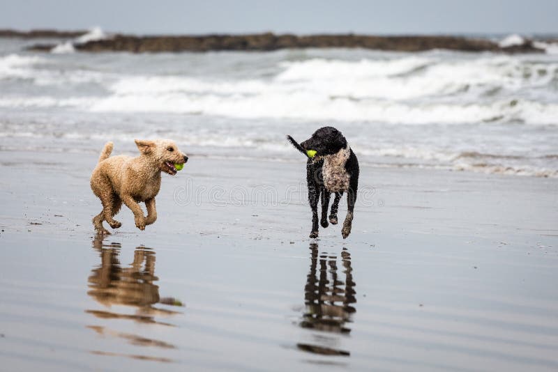 Dogs Running and Playing stock photo. Image of energy - 66881376