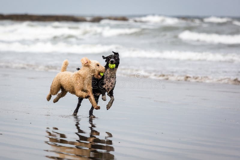 Dogs Running and Playing stock photo. Image of energy - 66881376