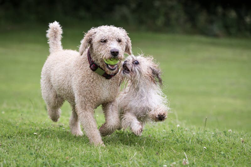 Dogs Running and Playing stock photo. Image of energy - 66881376