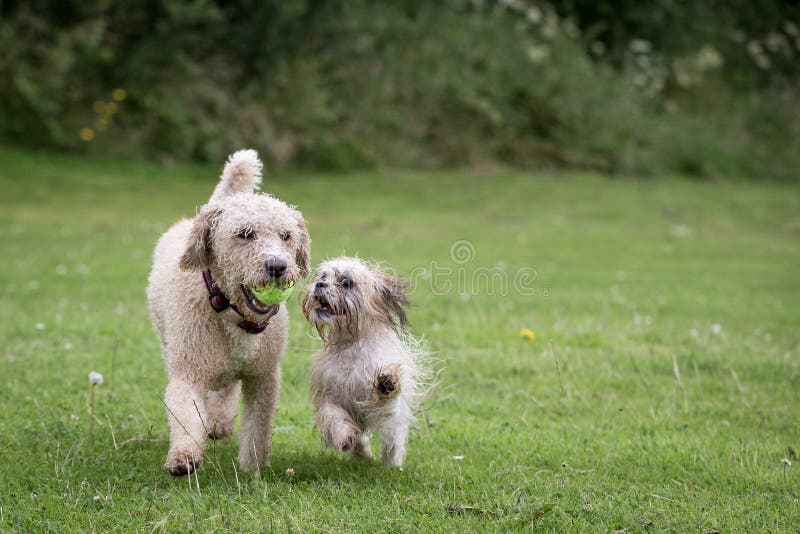 Dogs Running and Playing stock photo. Image of energy - 66881376