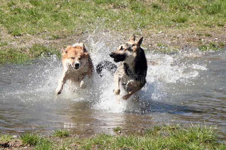 Dogs running side by side stock photo. Image of dogs, river - 146212