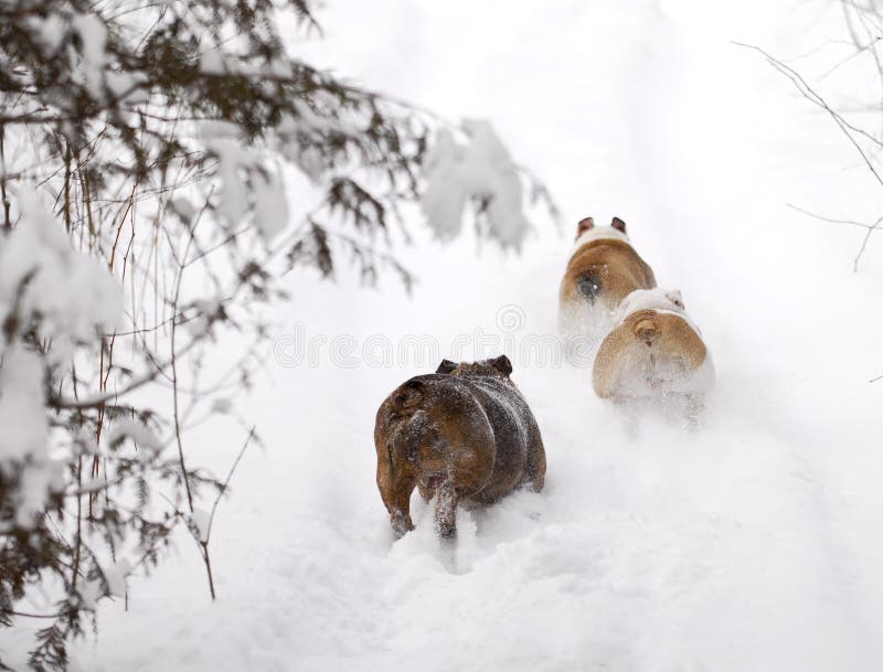 Dogs running in snow stock image. Image of outdoors, muzzle - 24457691