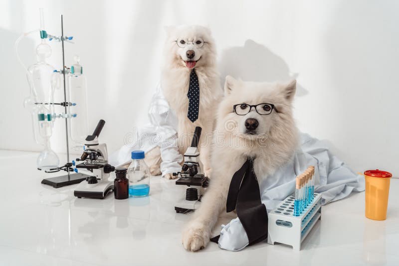 Dogs Scientists Stock Photos - Free & Royalty-Free Stock Photos from ...