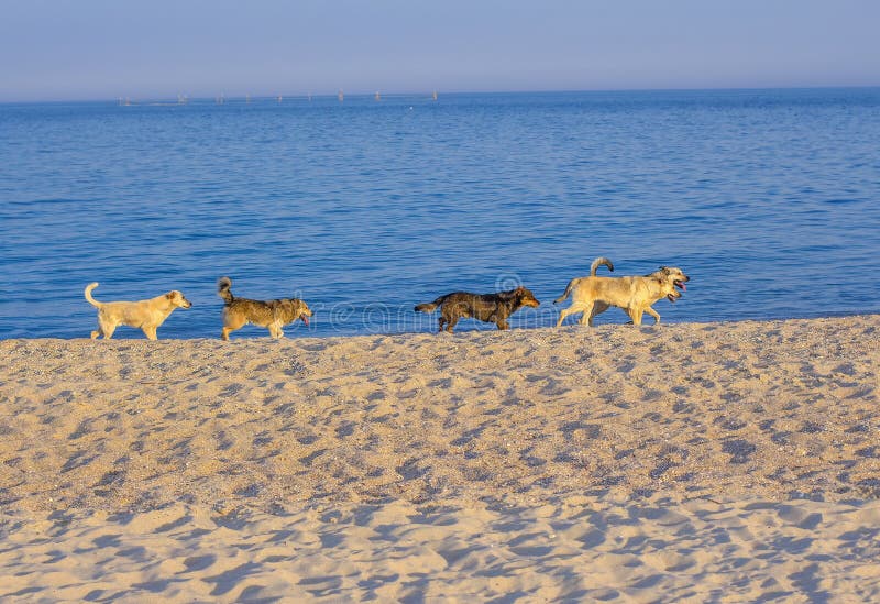 Dogs on the sea shore stock image. Image of running - 144903731