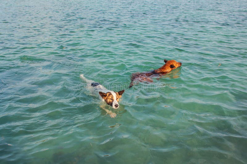 2 dogs in the sea stock image. Image of outdoor, dogs - 64374263