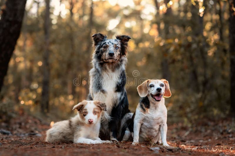 Dogs in a Serene Forest Setting Stock Photo - Image of outdoor, dogs ...