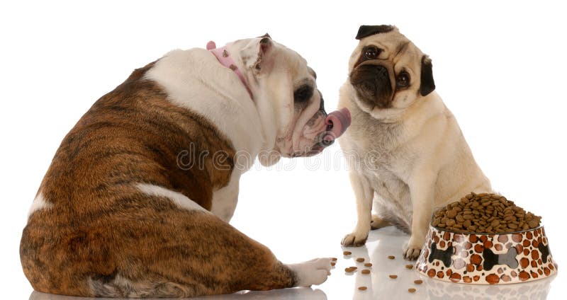 Dogs sharing a meal stock photo. Image of enjoy, meal - 11047850
