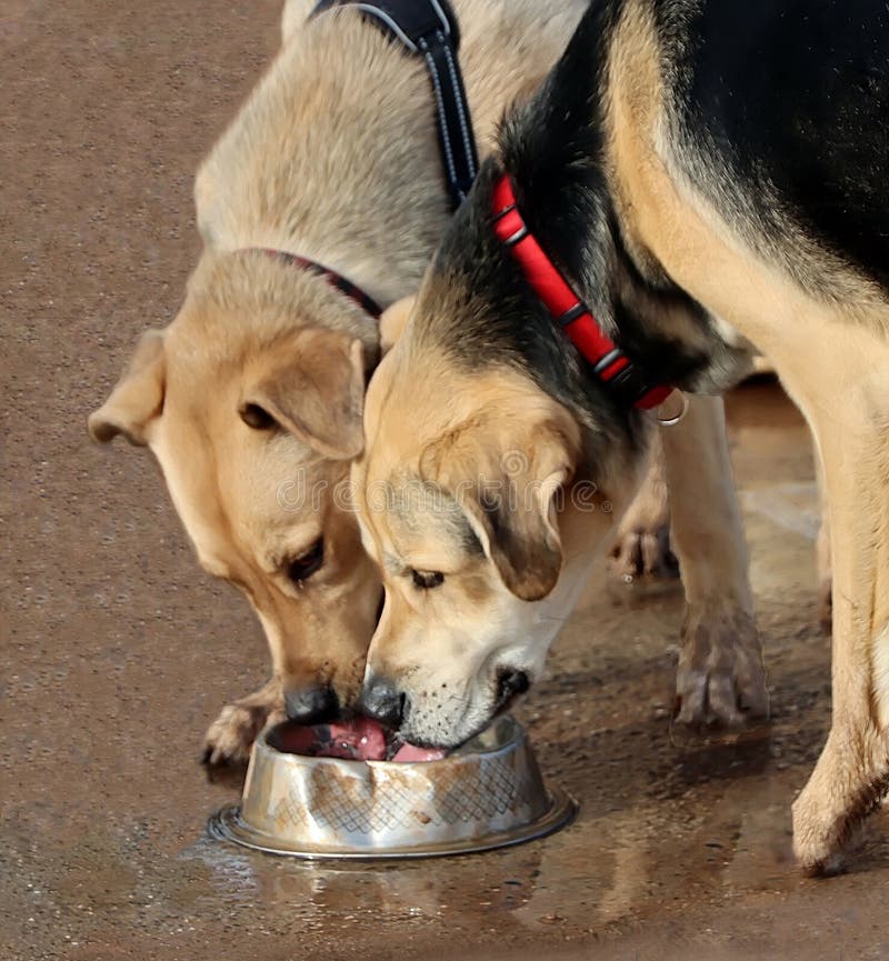 Two Dogs Sharing a Meal stock image. Image of park, eating - 257925589