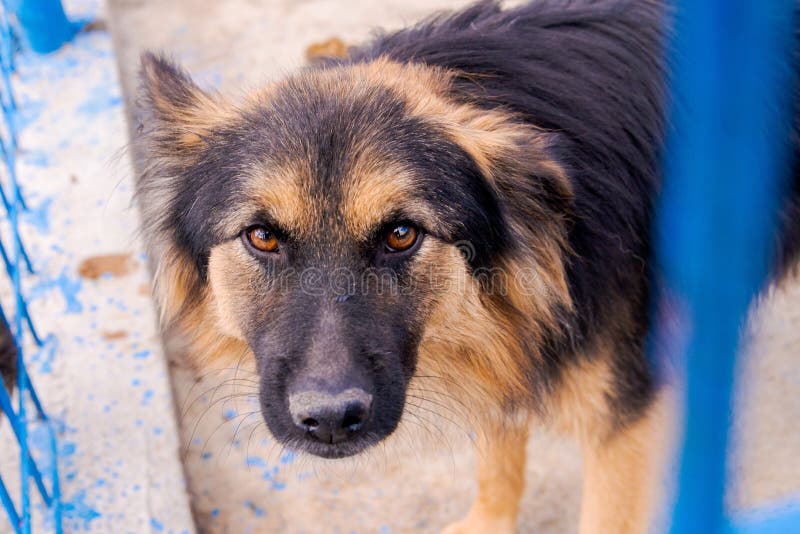Poor Dog Standing in Shelter Looking at Camera Stock Photo - Image of ...