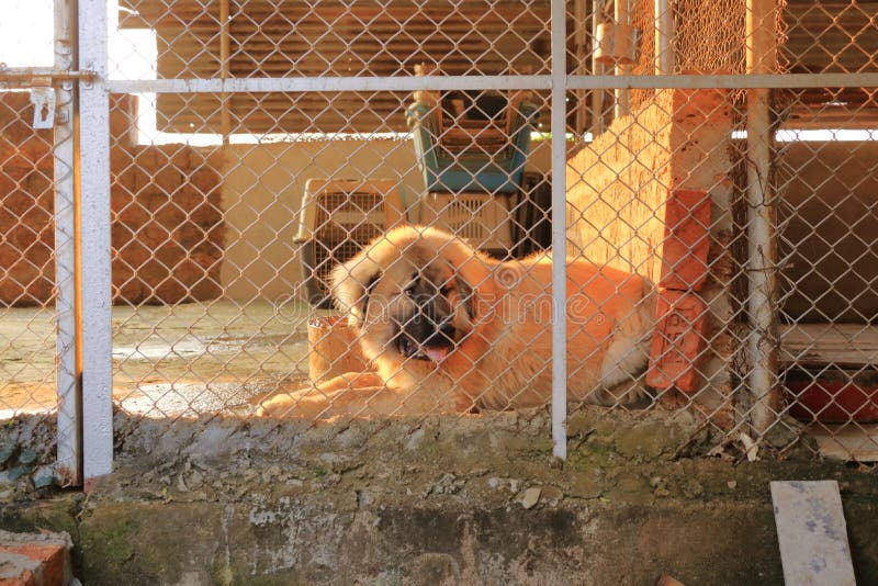 Dogs in a Shelter for Homeless Dogs in India Stock Image - Image of ...