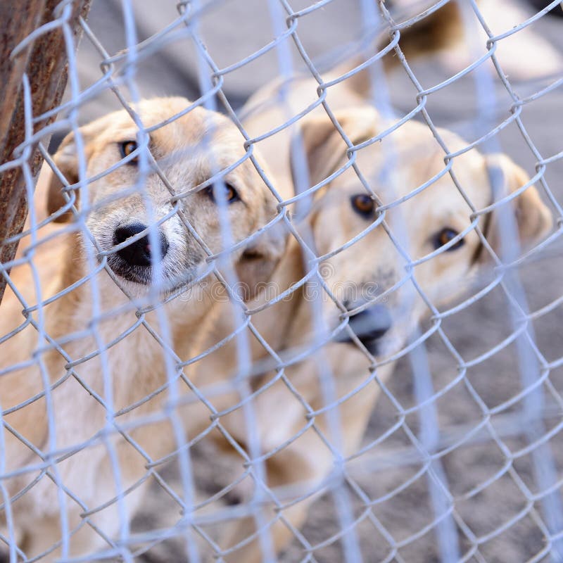 Dogs in shelter stock photo. Image of captivity, sadness - 63730204