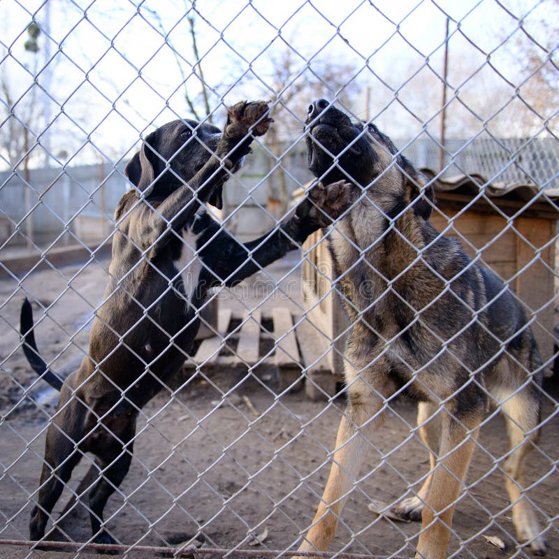 Dogs in shelter stock image. Image of pedigree, homeless - 63731679