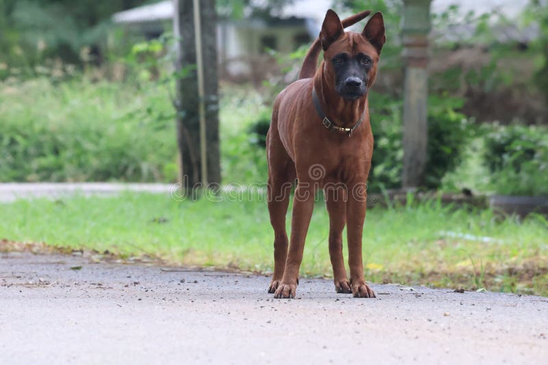 Dogs Show a Dangerous Face. Details of the Thai Ridgeback Attack Head ...