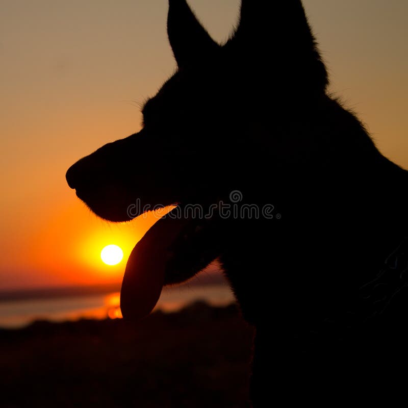 Dogs silhouette at sunset stock image. Image of pets - 57191373