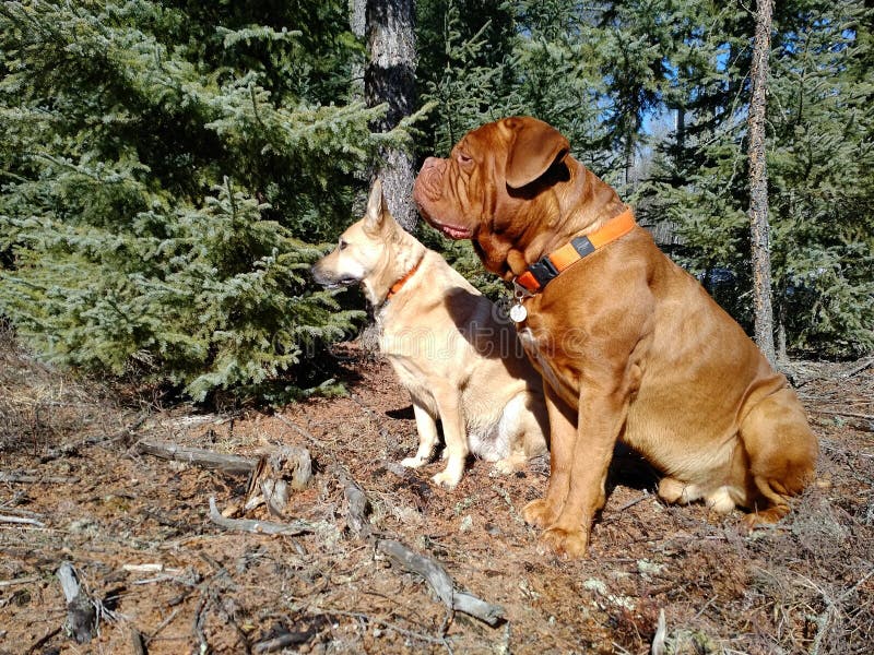 Dogs sitting in forest stock photo. Image of bordeaux - 69260098
