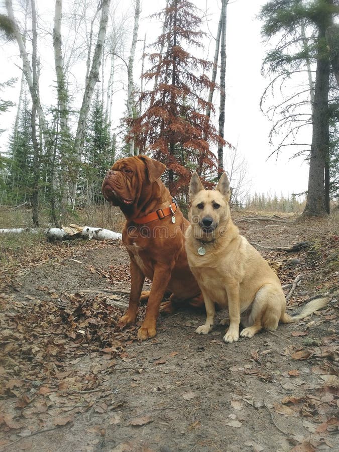 Dogs sitting in forest editorial photo. Image of trail - 70353976