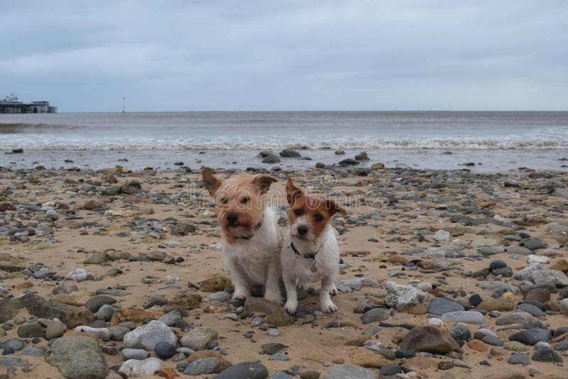 Dogs Sitting on Local Beach Stock Image - Image of wave, pebbles: 267022717