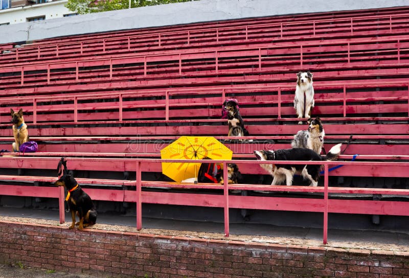 Dogs Sitting and Waiting at the Stadium Owners Stock Image - Image of ...