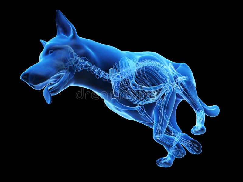 A dogs skeleton stock illustration. Illustration of canine - 162284086