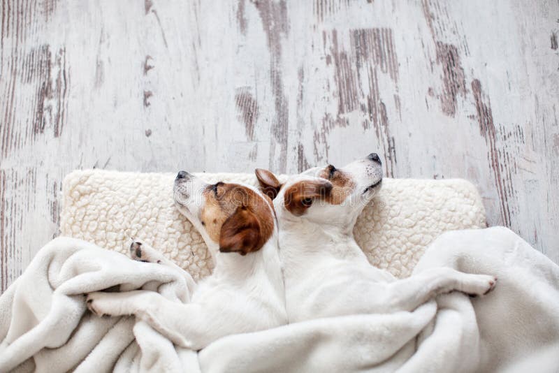 Dogs sleeping at floor stock photo. Image of lovely - 257295456