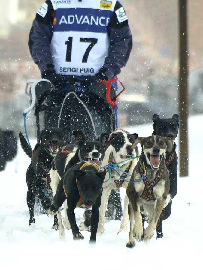 Dogs, Sleighs and Mushers in Pirena 2012 Editorial Image - Image of ...