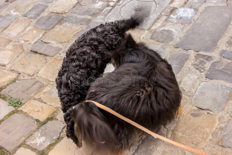 Dogs greeting each other stock image. Image of mammal - 37092753