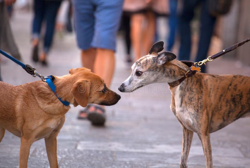 Dogs smelling stock photo. Image of puppy, bullbreed - 58737286
