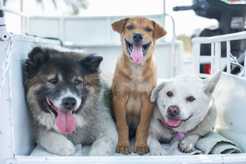 Dogs Smiling Look in Camera. Stock Image - Image of brown, little ...