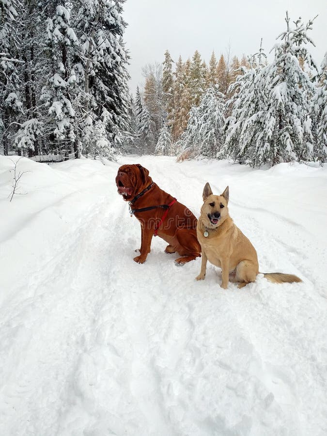 Dogs on snow covered trail stock image. Image of trail - 87244497