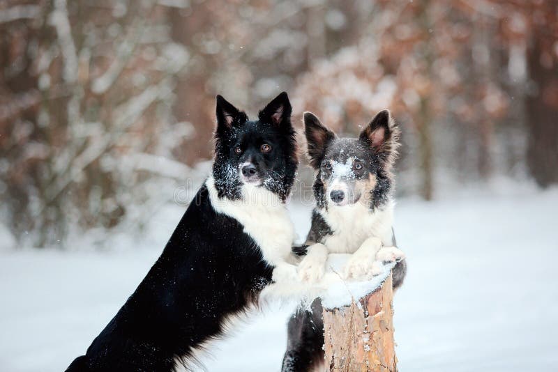 Group of dogs in snow stock image. Image of color, border - 228231373