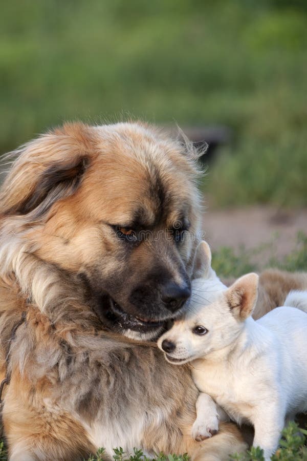 Dogs snuggling stock photo. Image of young, compare, creature - 15650238
