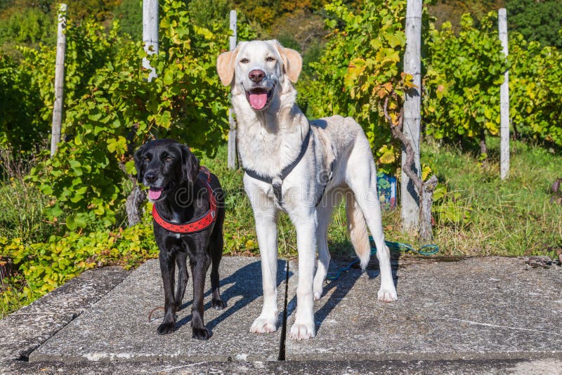 Dogs standing stock photo. Image of canine, black, tall - 80151376
