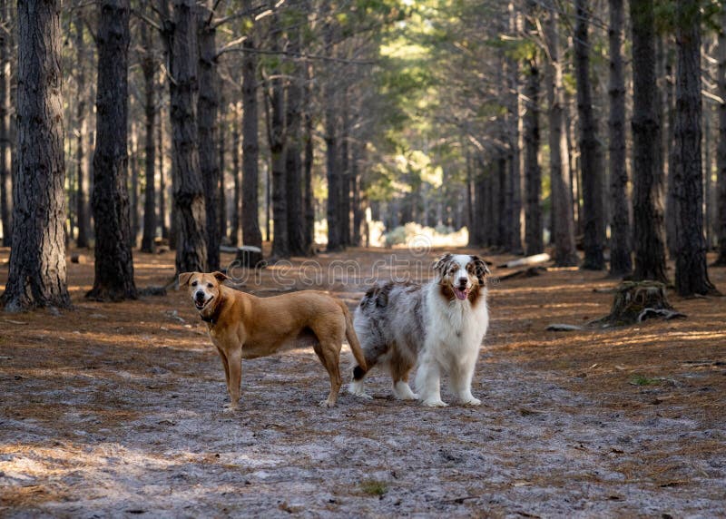 Dogs Standing on a Forest Path Surrounded by Tall Trees on a Sunny Day ...