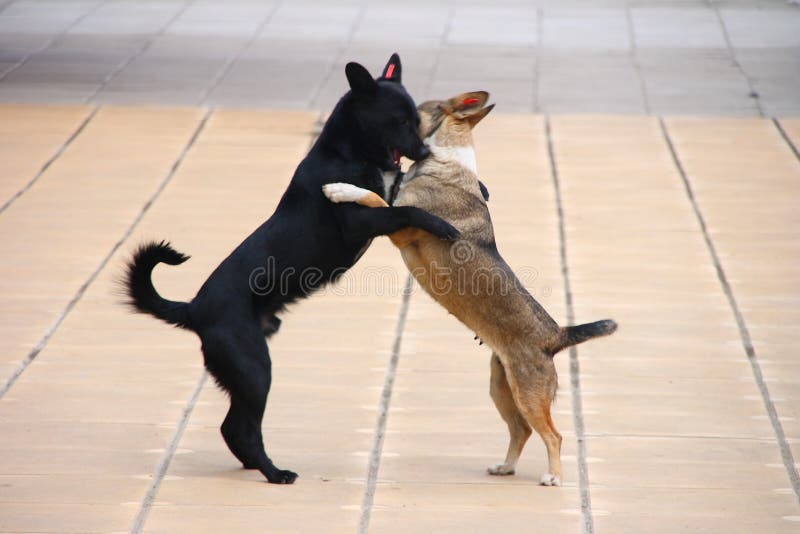 Dogs on street stock photo. Image of action, animal, assault - 4270722