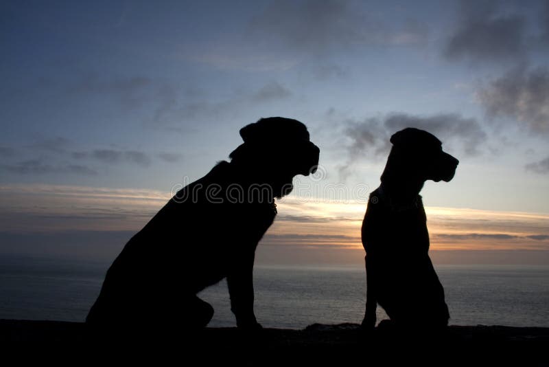 Dogs at sunset stock image. Image of labradour, north - 12729795