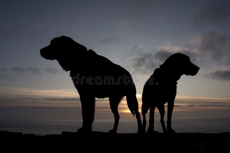 Dogs at sunset stock image. Image of labradour, north - 12729795