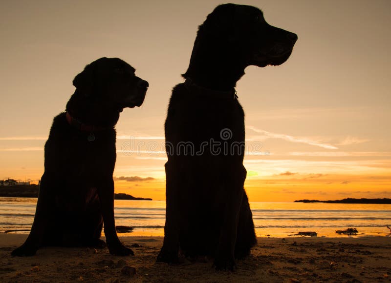 Dogs in the sunset stock image. Image of winter, sunset - 28696817