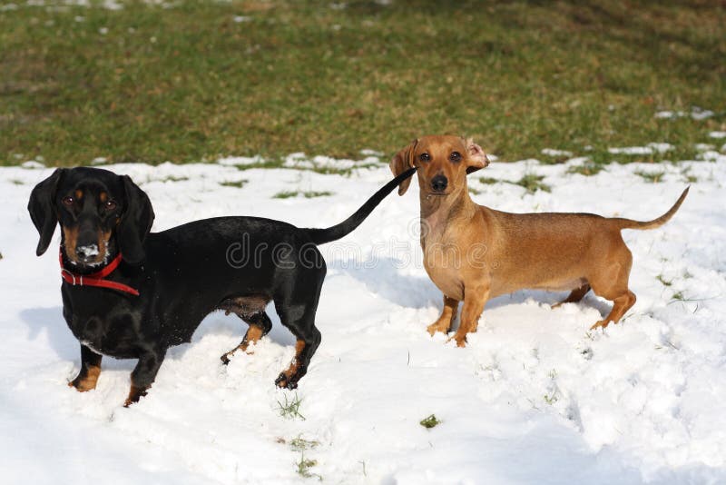 Dogs team stock photo. Image of park, outdoors, dachshund - 13350700